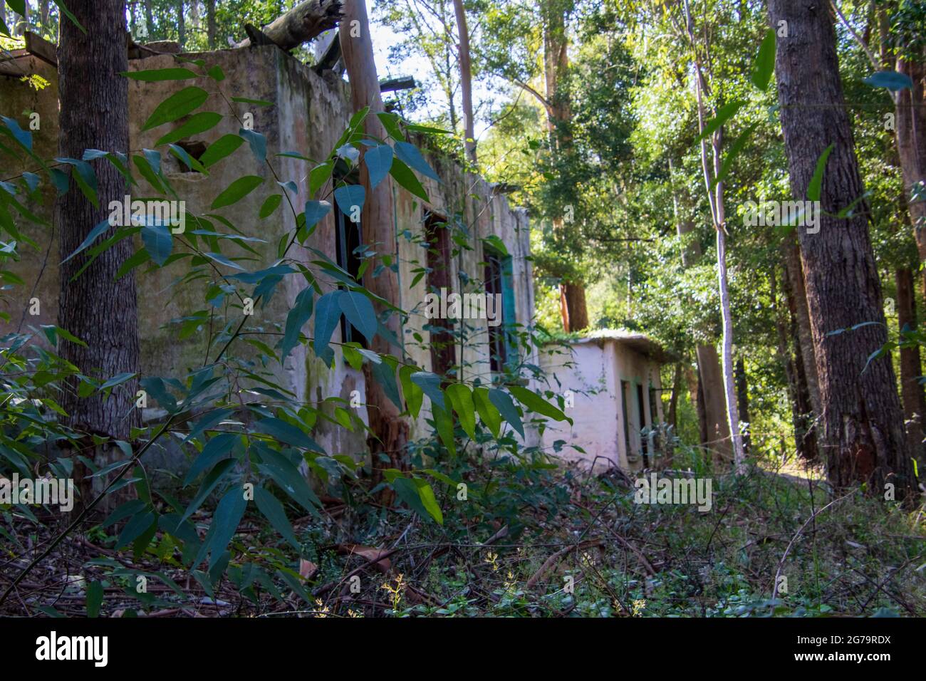 Collapsing, overgrown and abandoned buildings in the middle of a forest ...