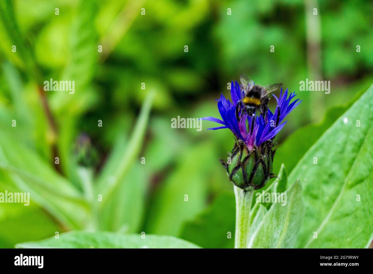 A bee atop a small blue flower trying to collect the nectar inside ...