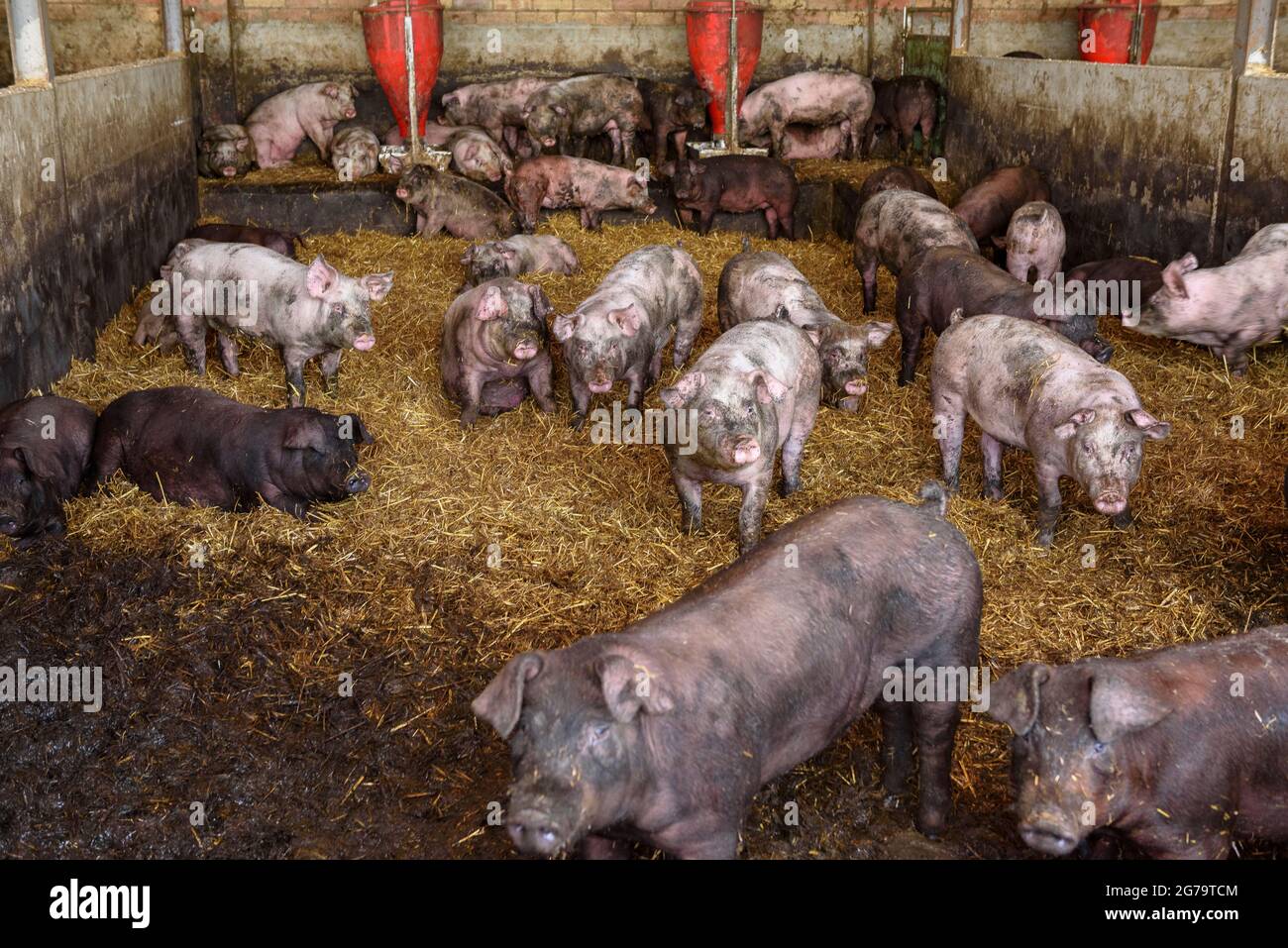 Granja de cerdos hi-res stock photography and images - Alamy
