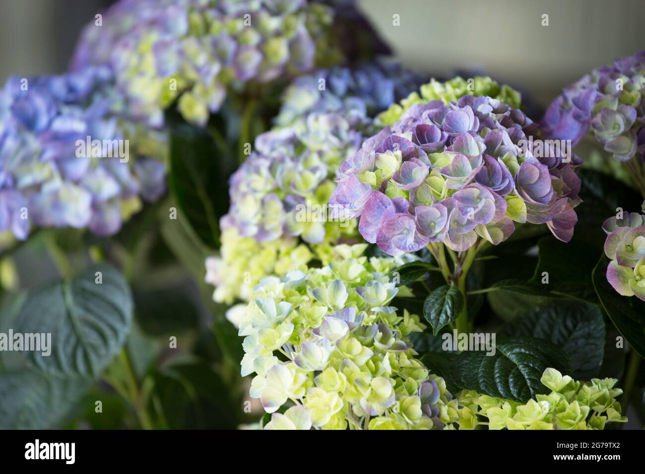 Flowers of different colors, Hydrangea macrophylla Stock Photo - Alamy