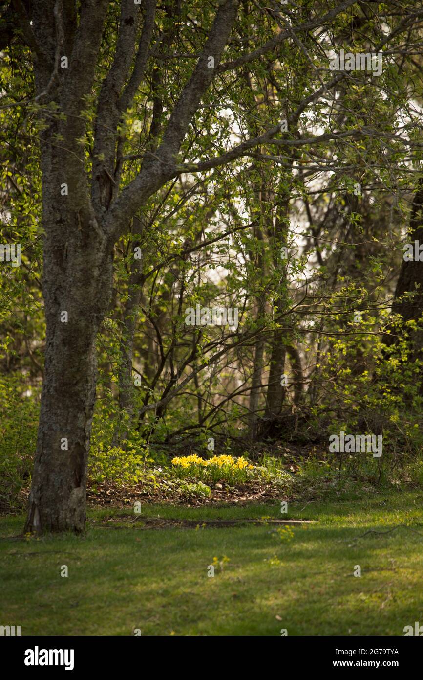 Mini daffodil hi-res stock photography and images - Alamy