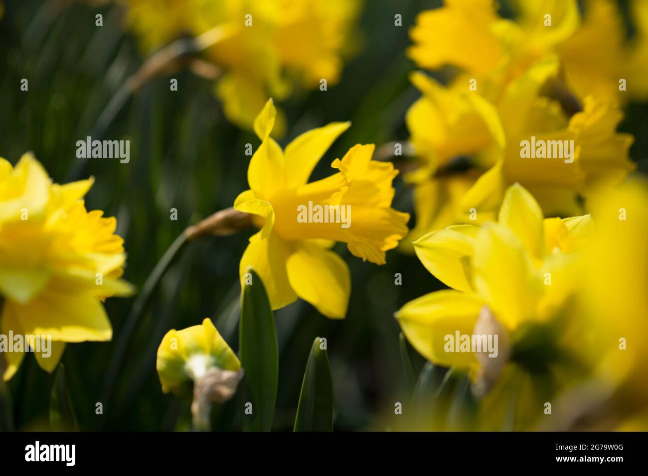 Daffodil flowers hi-res stock photography and images - Alamy
