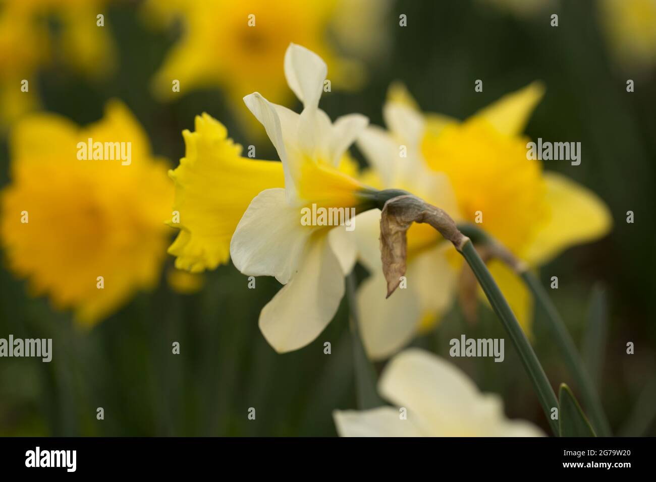 Side view of yellow and white daffodil hi-res stock photography and ...