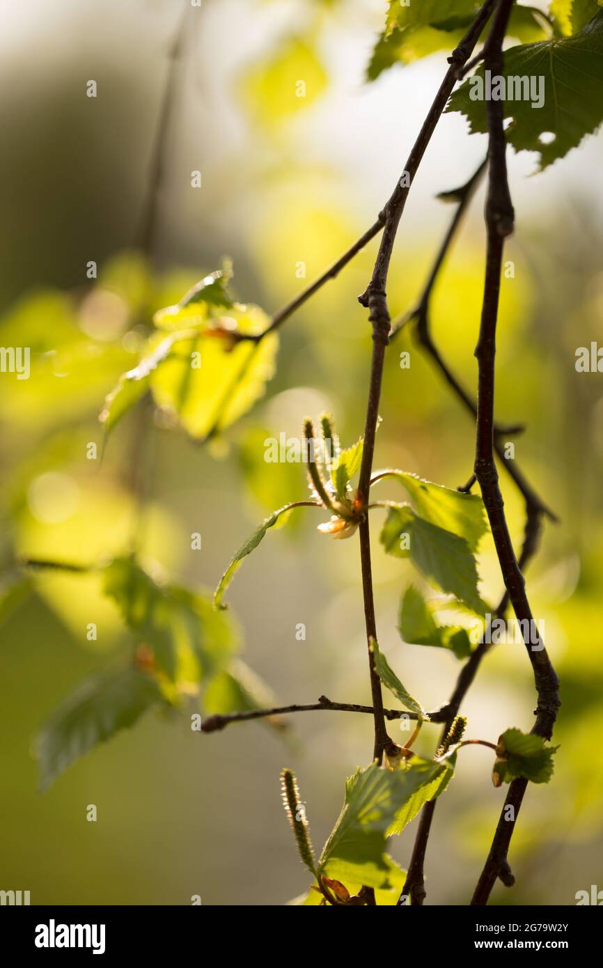 Natural finland hi-res stock photography and images - Alamy