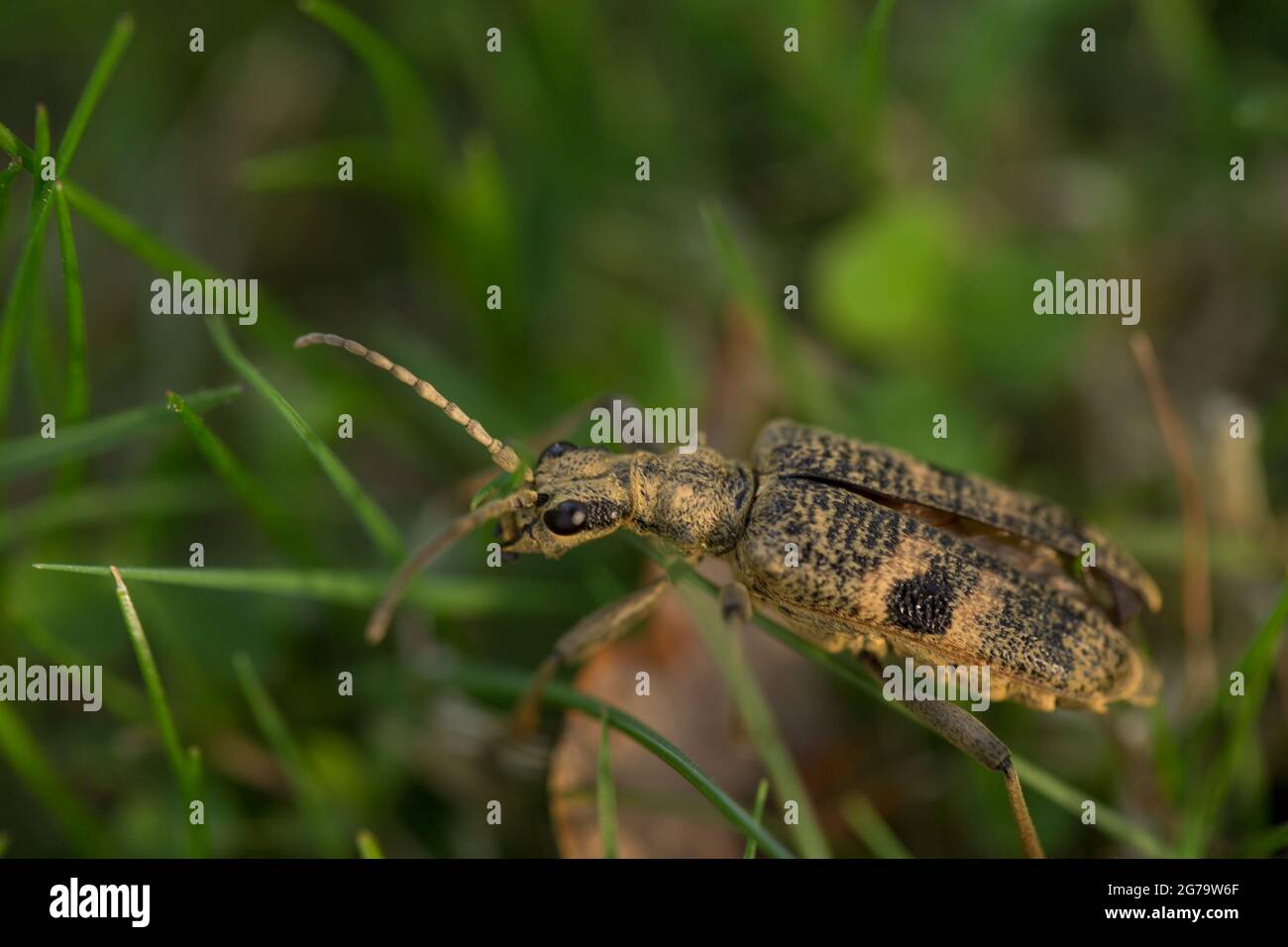 Black-spotted longhorn beetle, Rhagium mordax Stock Photo - Alamy