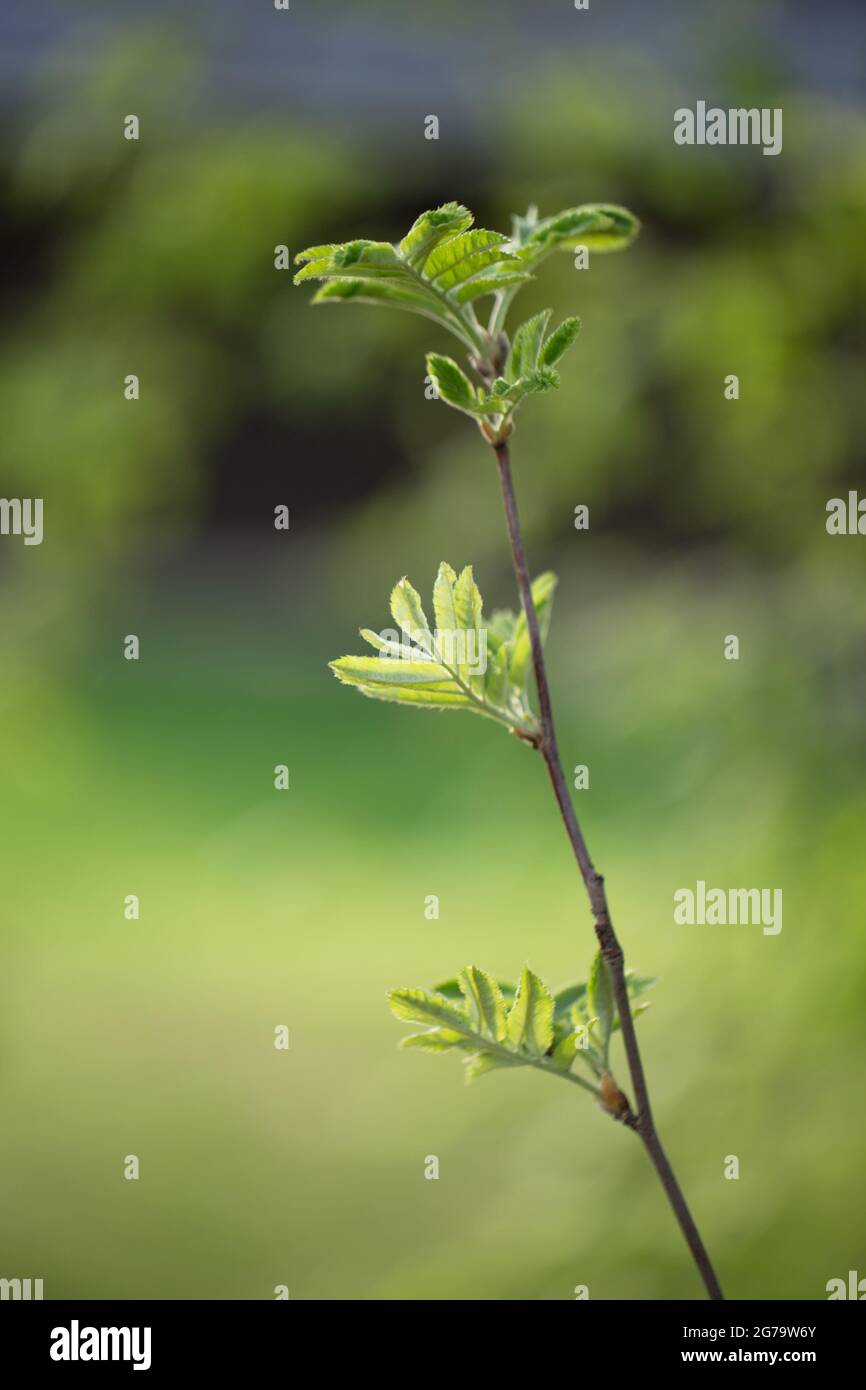 Young rowan tree,tree,plant,nature, blurred nature background Stock ...