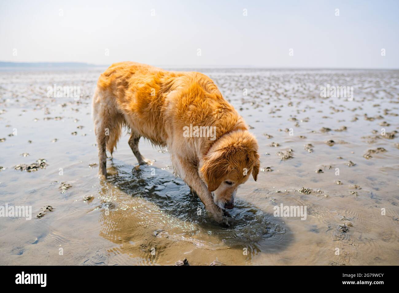 Cute Golden Retriever digging in the wadden sea at dog beach sahlenburg ...