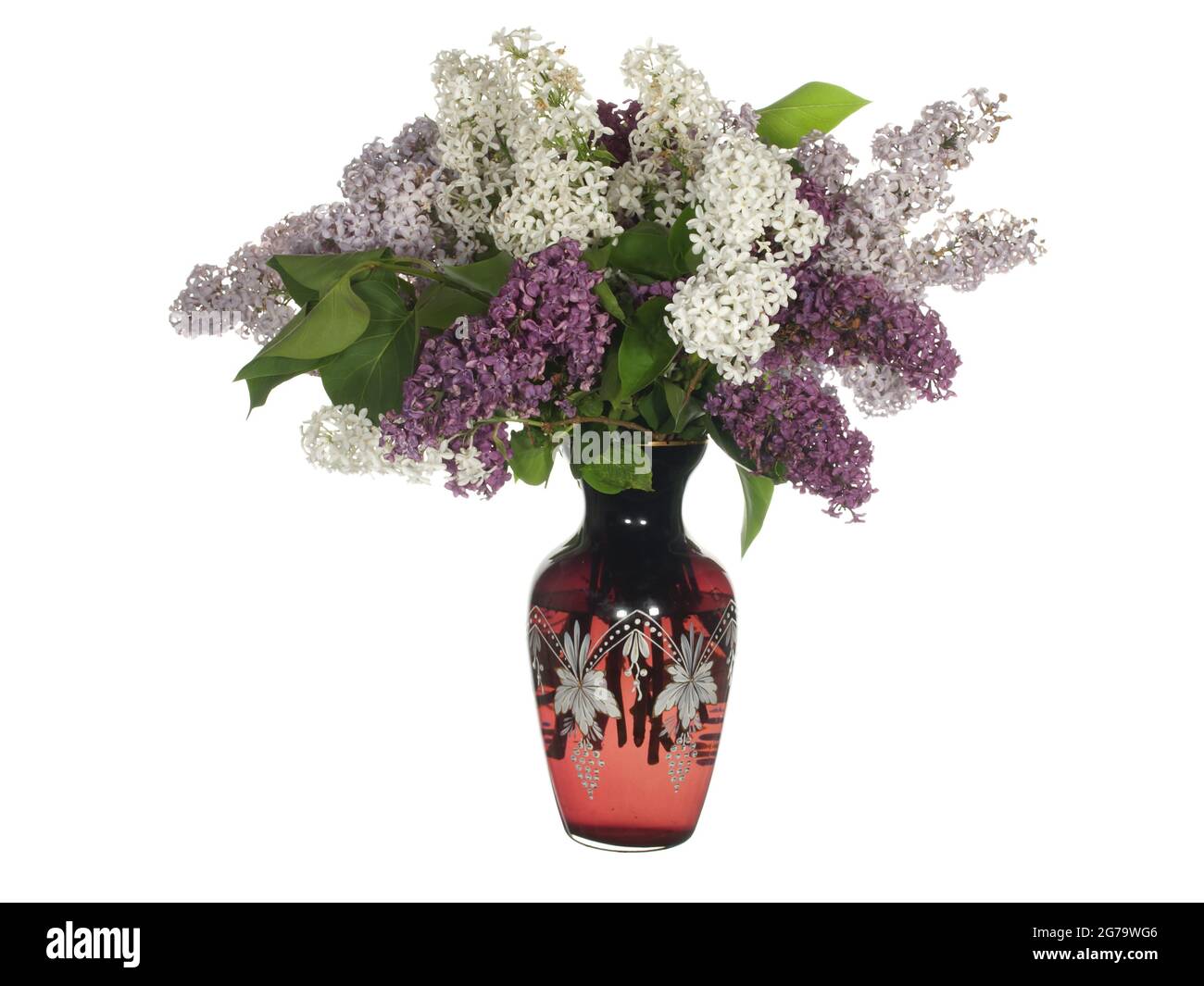 Branches of blooming lilacs in a glass vase isolated on a white ...