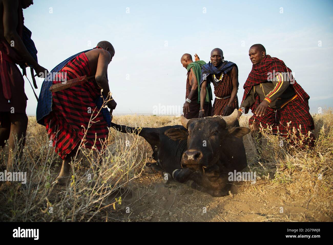 The tribe tame the bull as they prepare it for the ceremony. NORTHERN ...