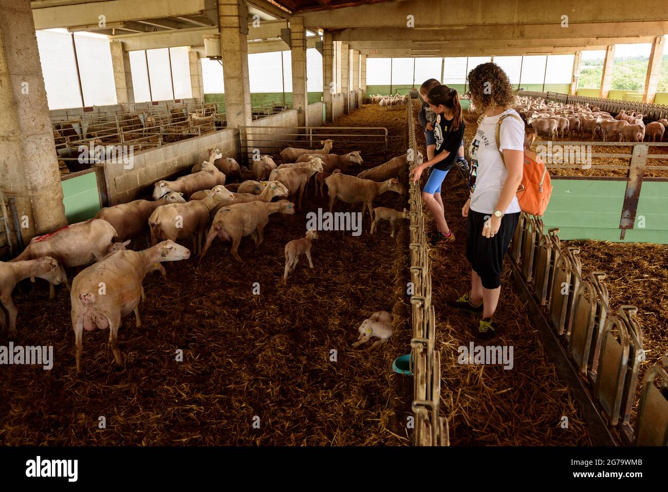 Animales de granja ovejas hi-res stock photography and images - Alamy