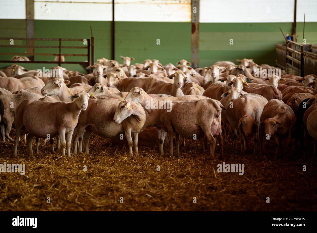 Animales granja animales ovejas hi-res stock photography and images - Alamy