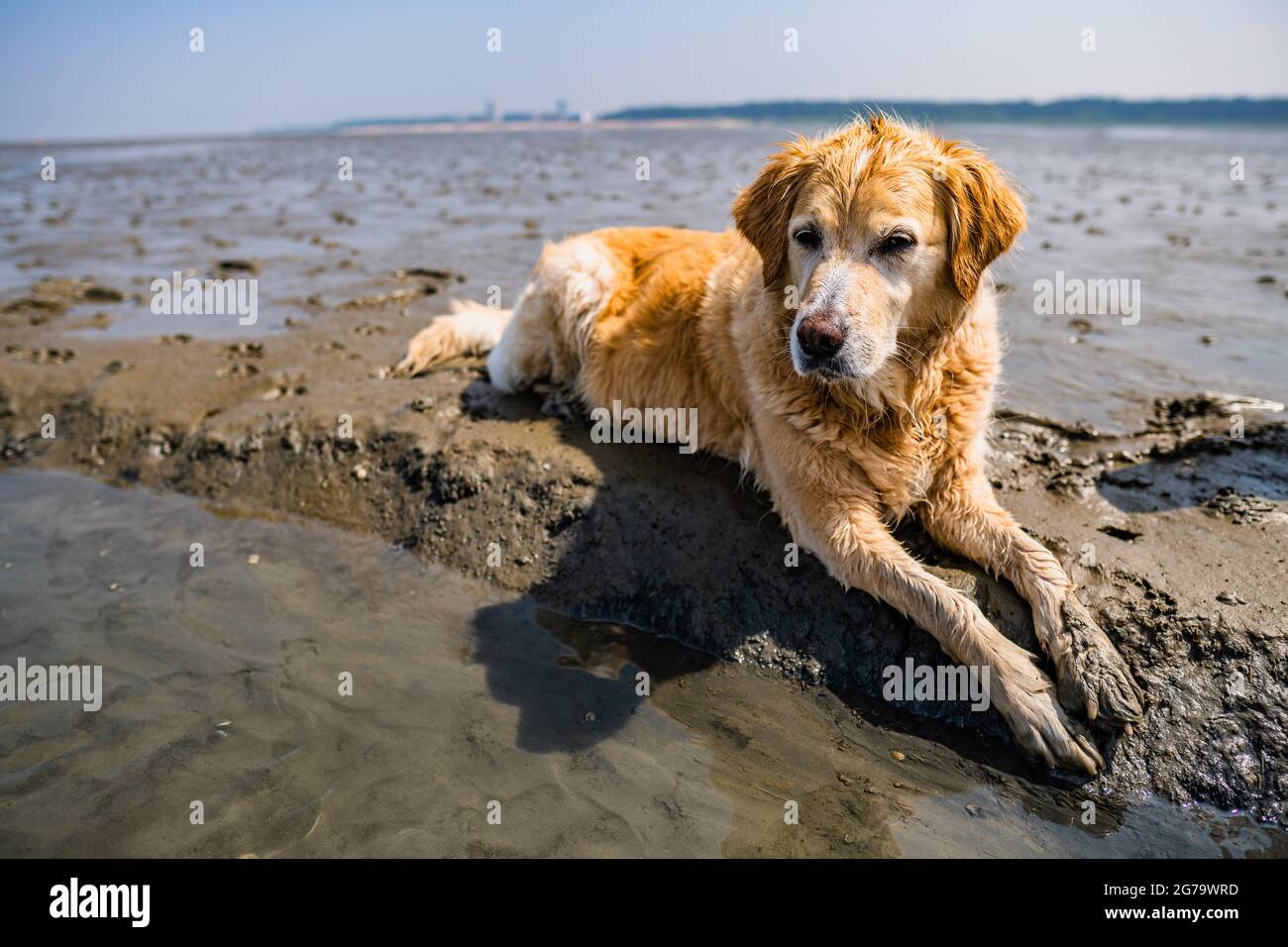 Lie doggo hi-res stock photography and images - Alamy