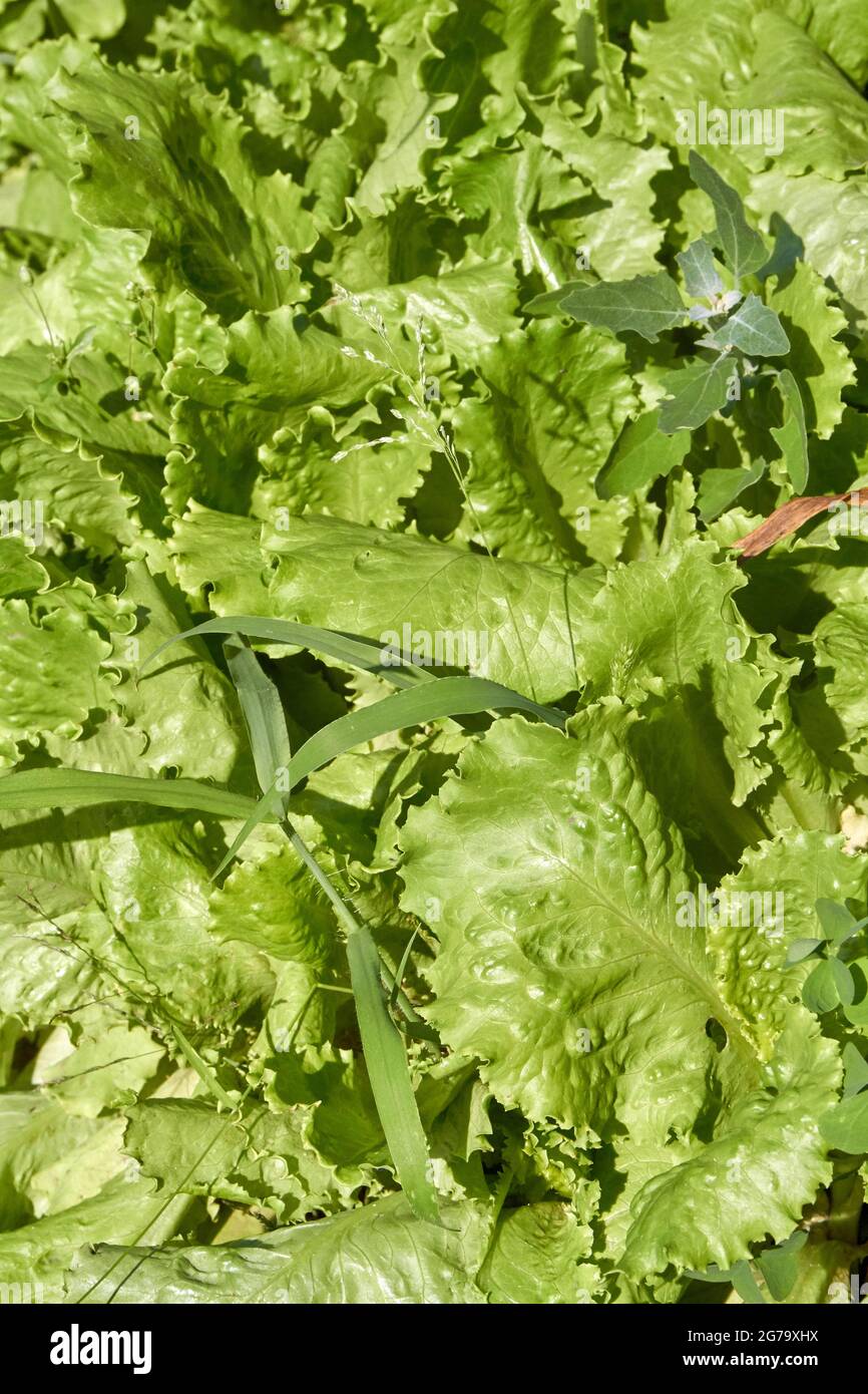 Vertical shot fresh lettuce hi-res stock photography and images - Alamy