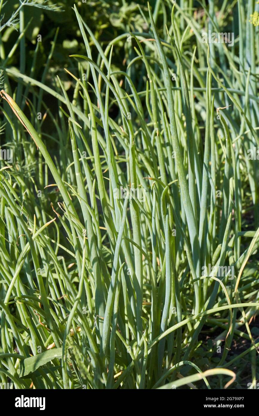 Many onion leaves growing in the garden vertical shot Stock Photo - Alamy