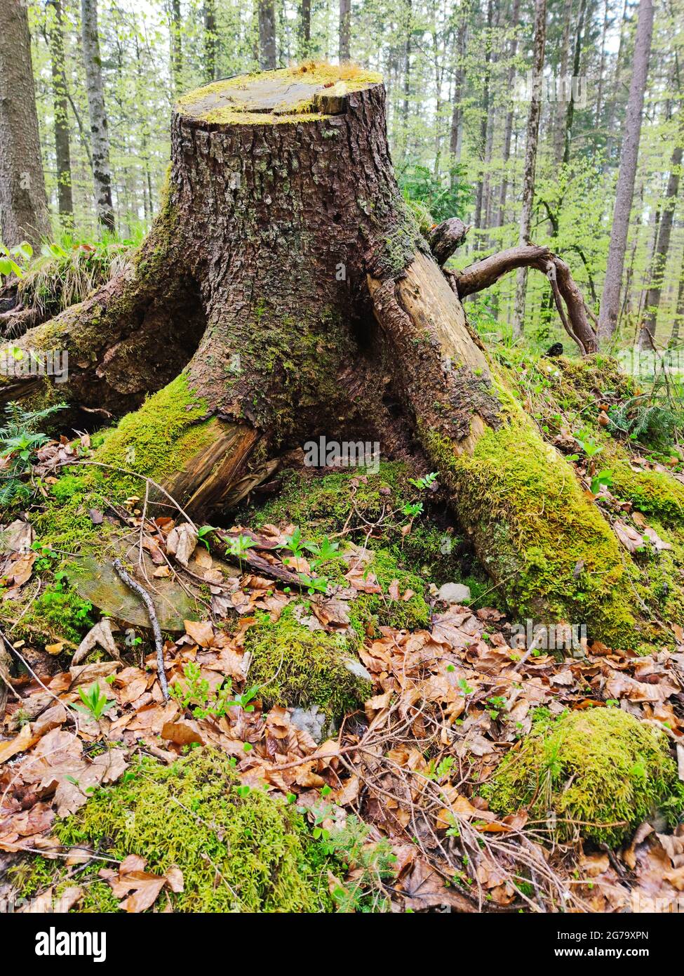 Mossy roots hi-res stock photography and images - Alamy