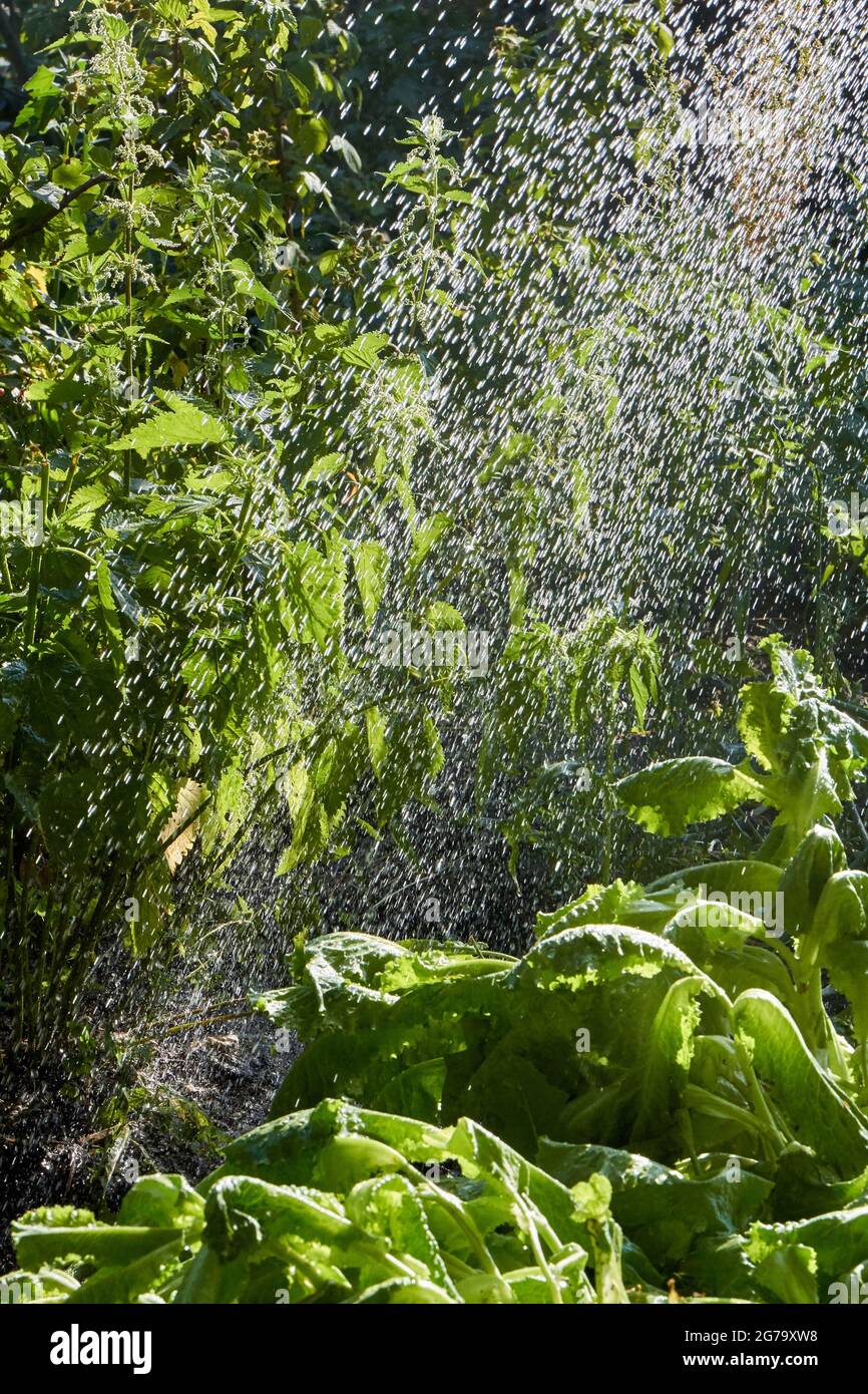Rain falling on grass hi-res stock photography and images - Alamy