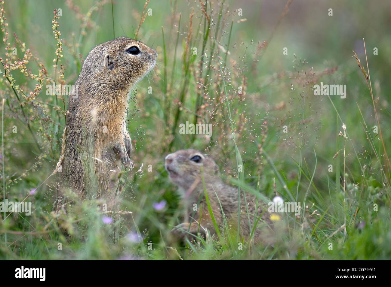 Groundhog and his life in a protected reserve Stock Photo - Alamy