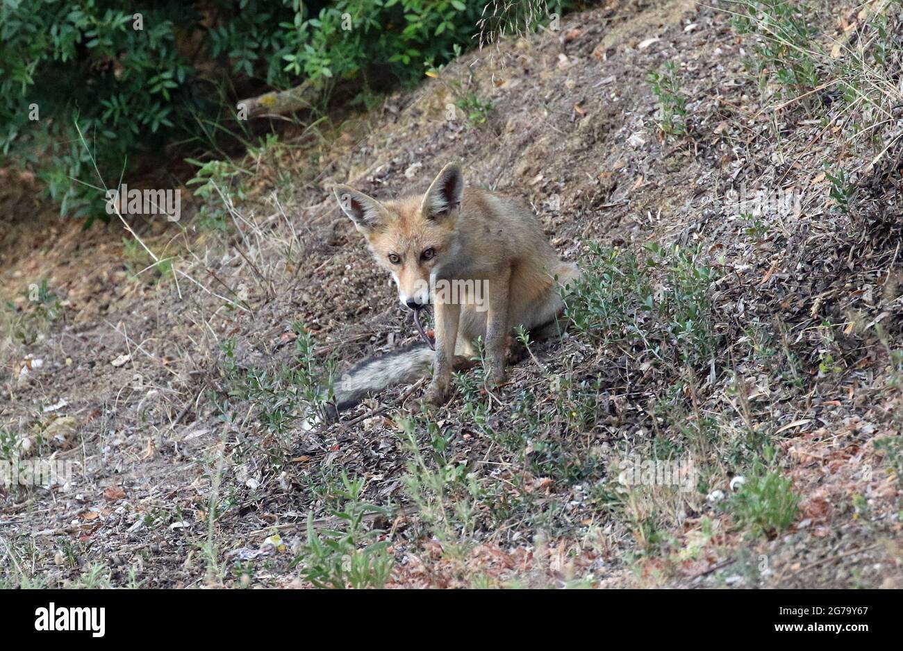 Wild fox, Algarve, Portugal Stock Photo - Alamy