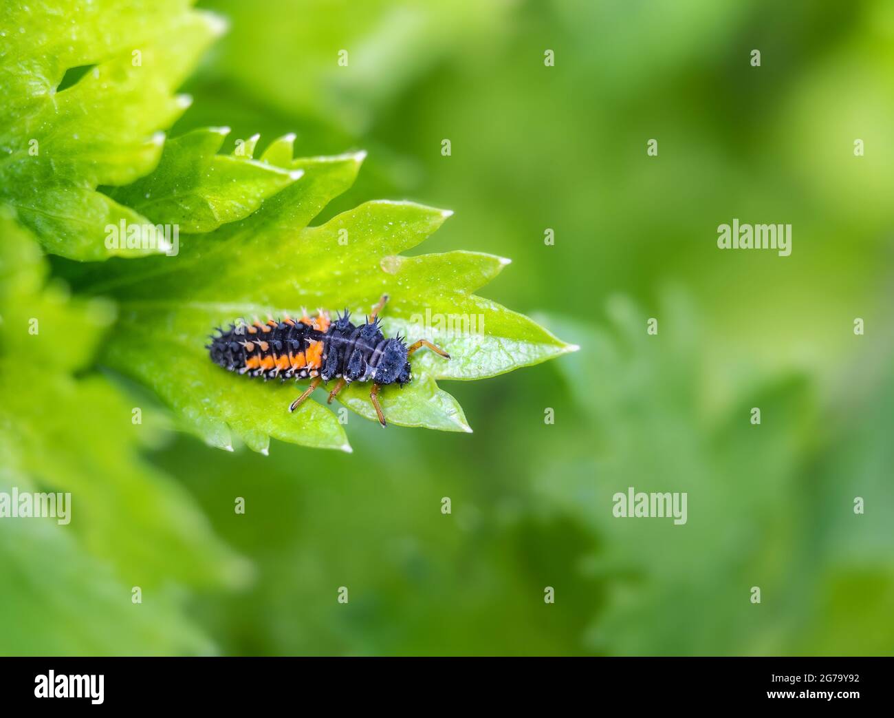 Ladybug larvae or nymph on celery stalk leaf. Black orange creepy ...