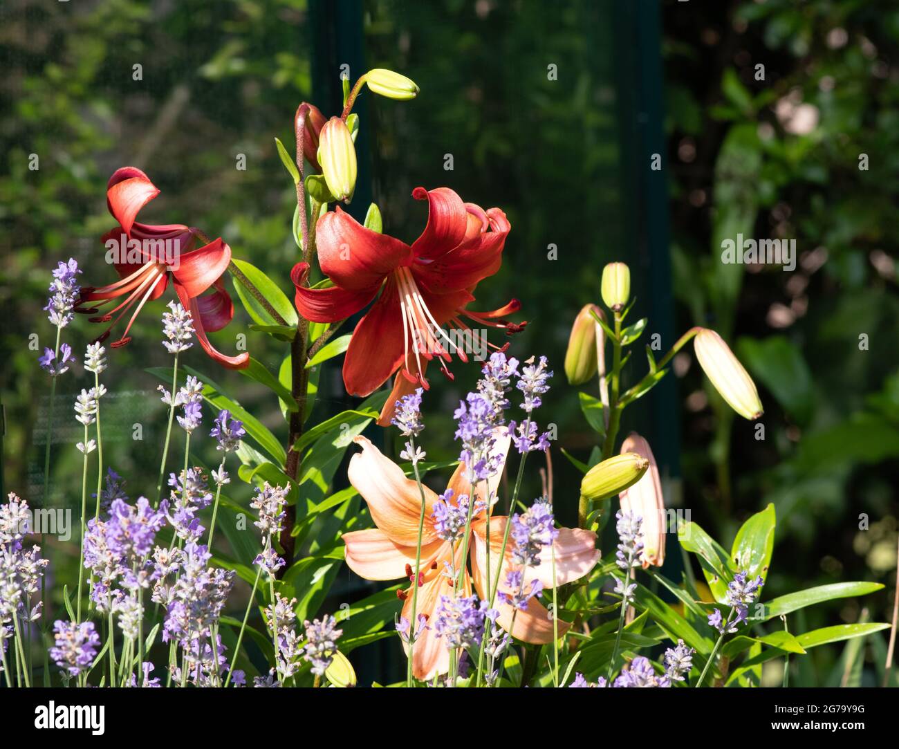 Mixed border hi-res stock photography and images - Alamy
