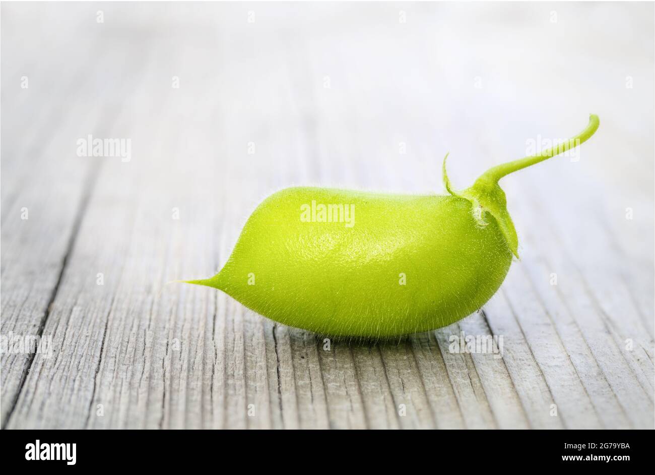 Organic green kabuli chickpea pod. Just harvested single fuzzy raw pod ...