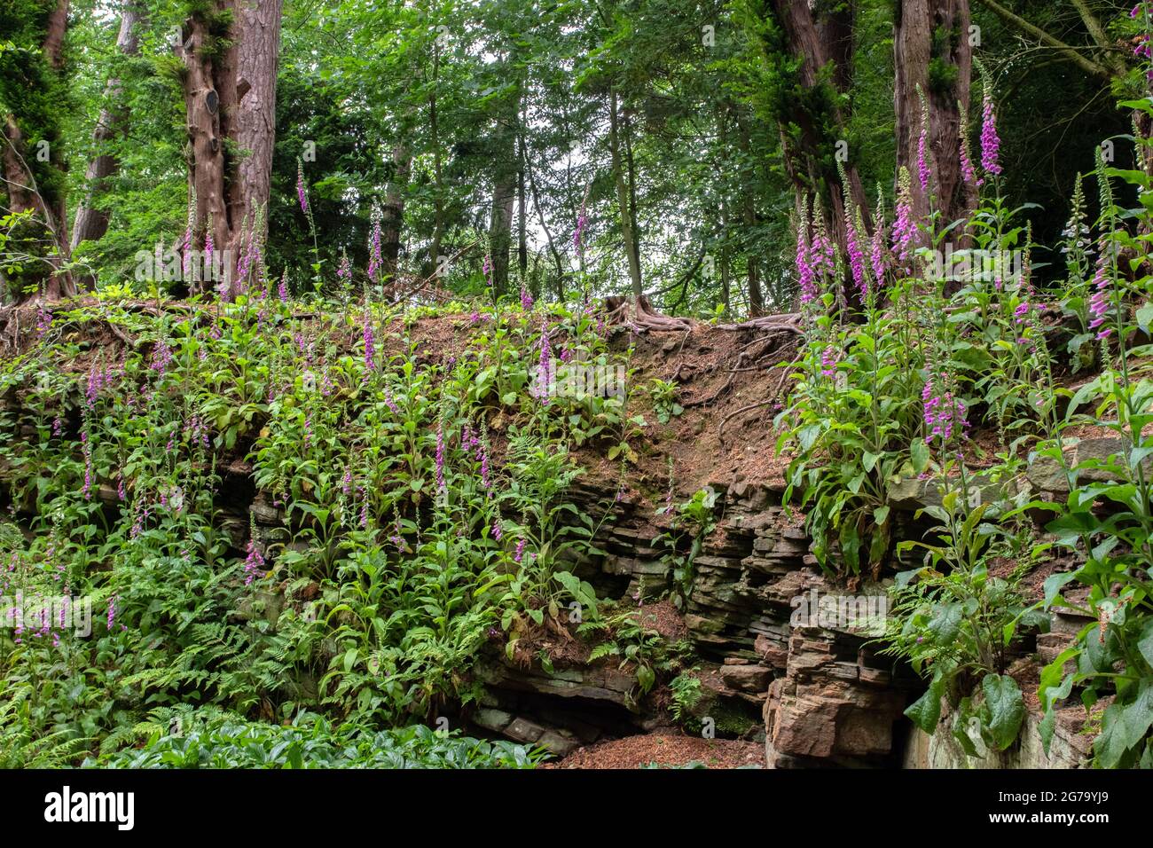 Foxgloves in Belsay Hall Quarry Garden Stock Photo - Alamy