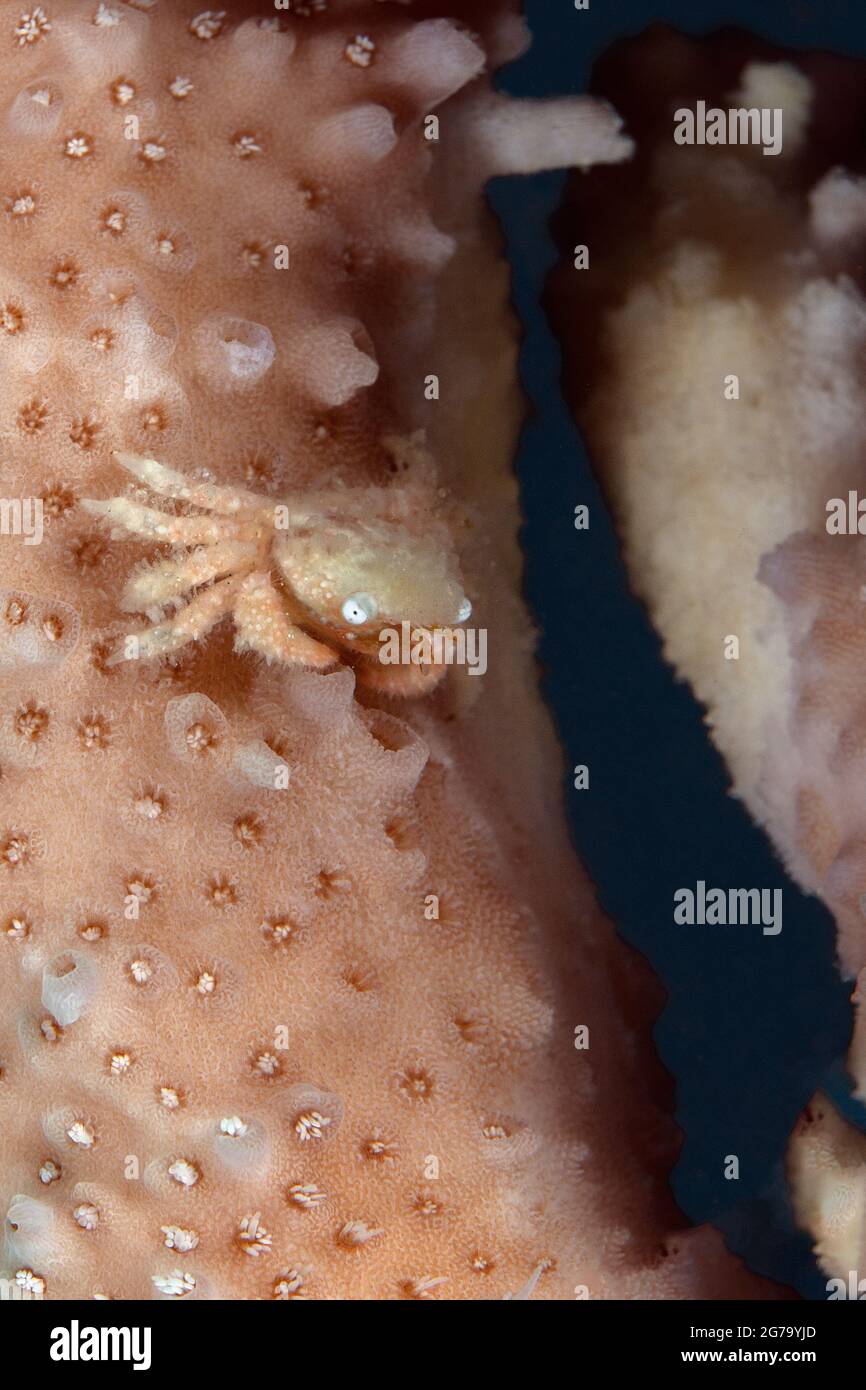 Tiny critter - Coral crab (Cymo sp.) Underwater world of the coral reef ...