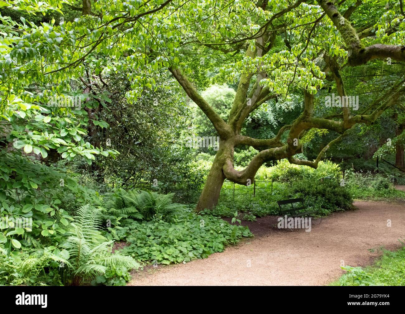 Shade Belsay Hall Quarry Garden Stock Photo - Alamy