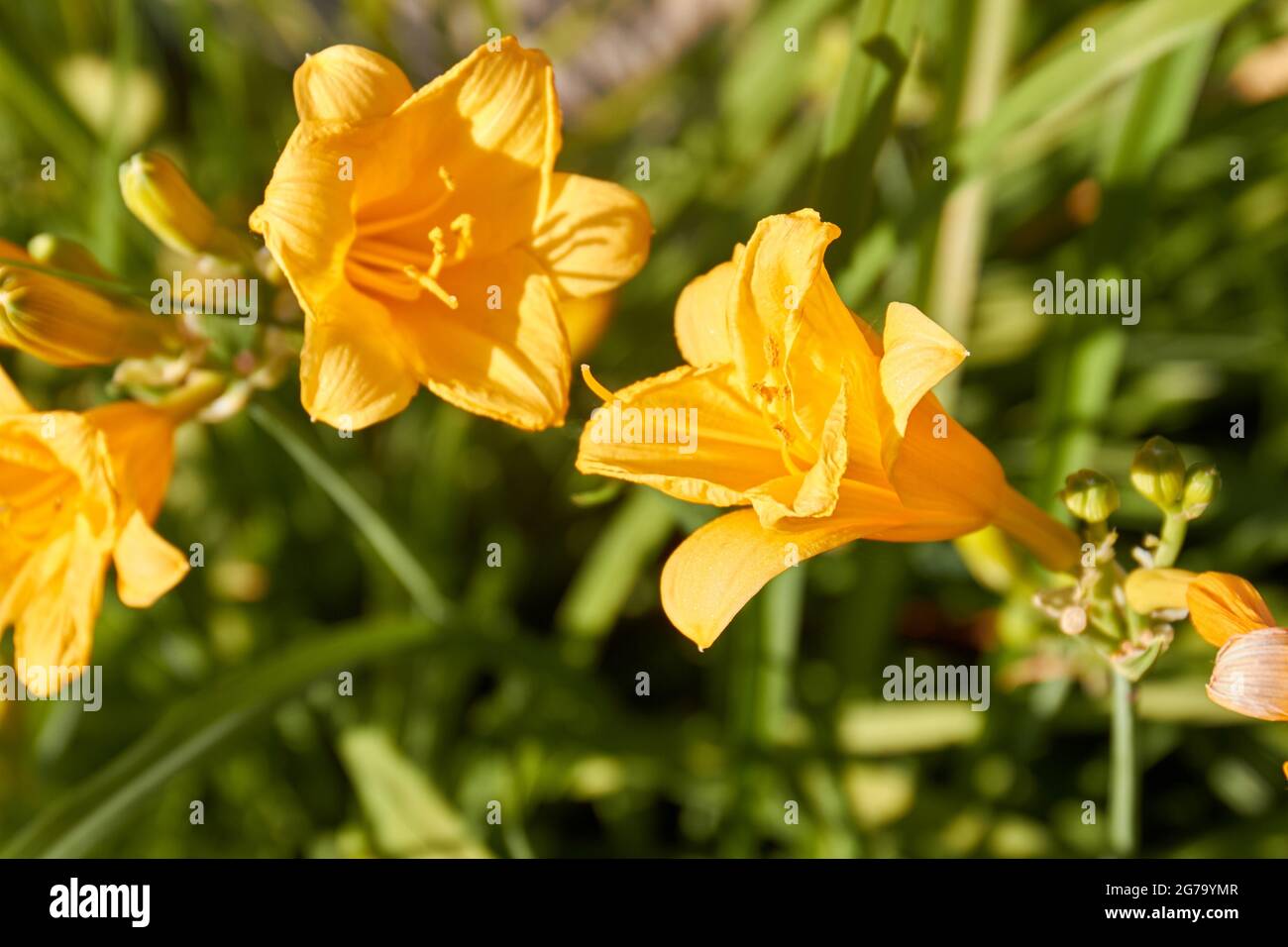 Amaryllis seed hi-res stock photography and images - Alamy
