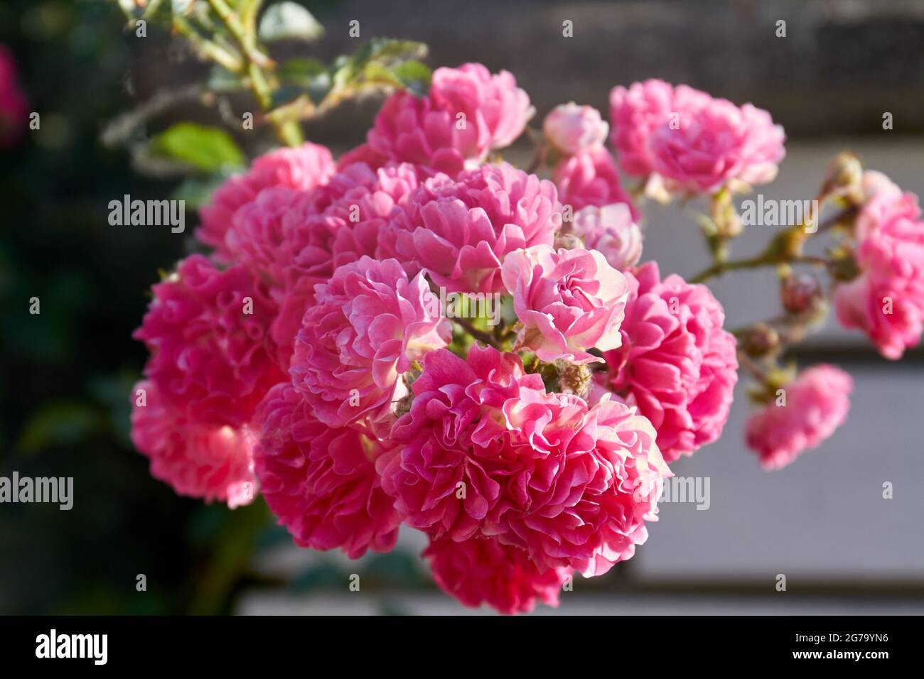 Floribunda rose garden design hi-res stock photography and images - Alamy