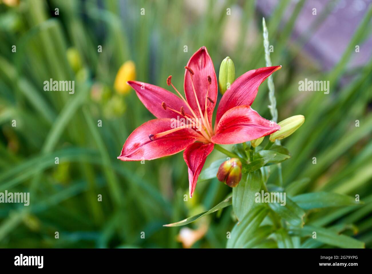 Close-up pink amaryllis flower growing in the garden outdoors Stock ...