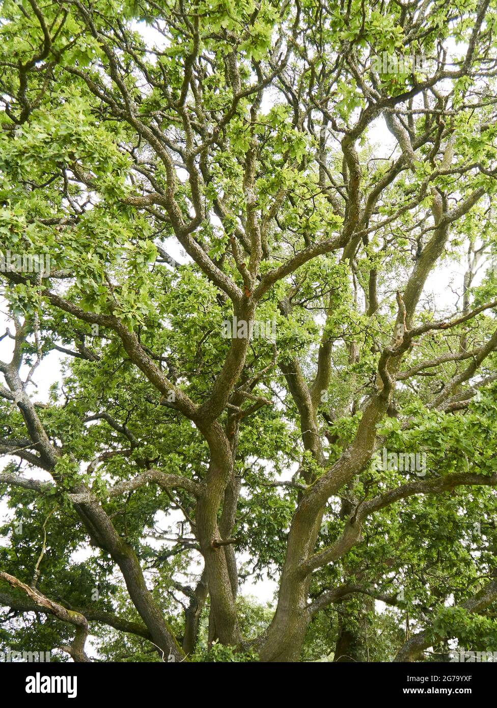 Lush green tree with dense branches Stock Photo - Alamy