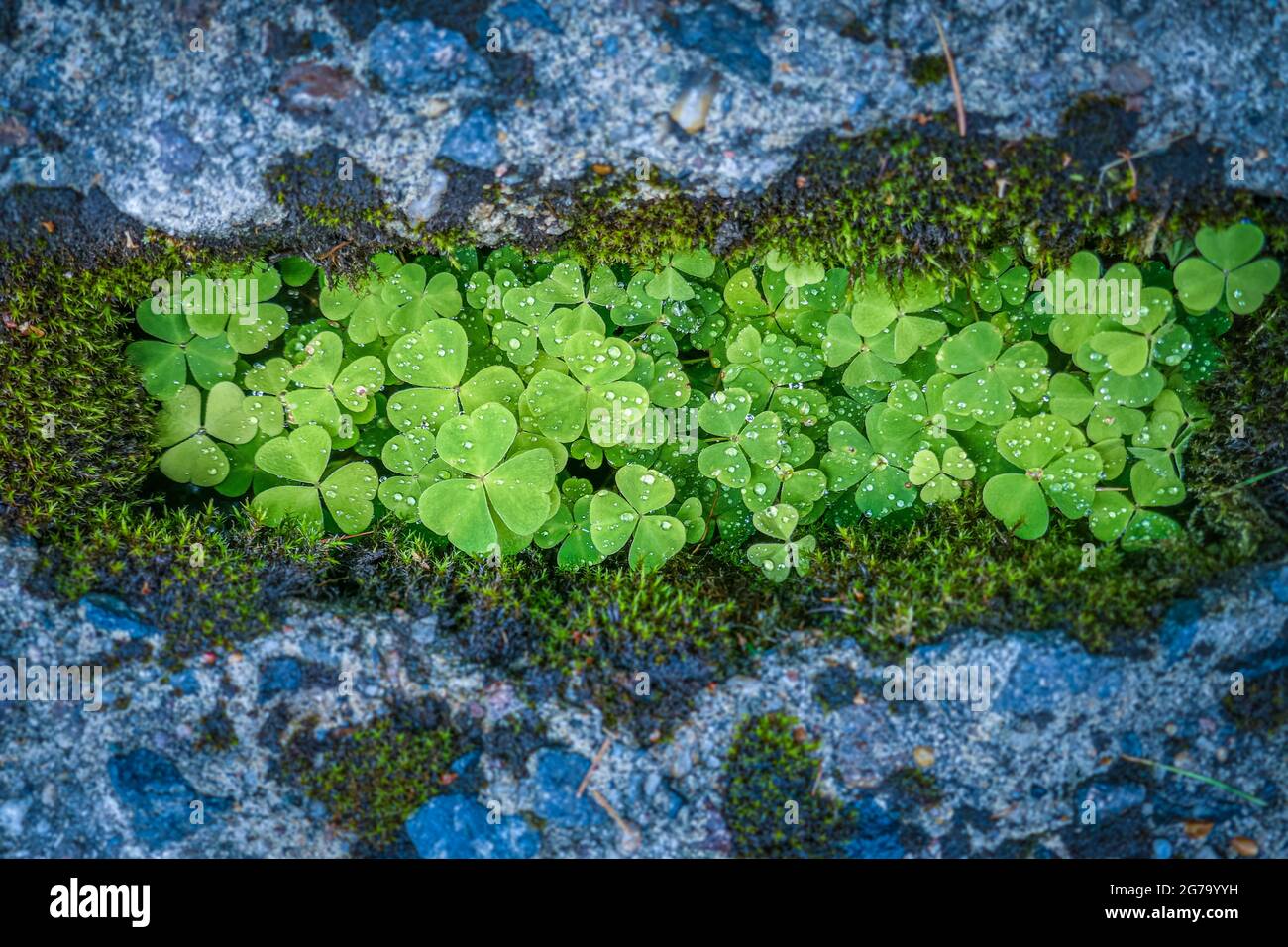 Shamrocks hi-res stock photography and images - Alamy