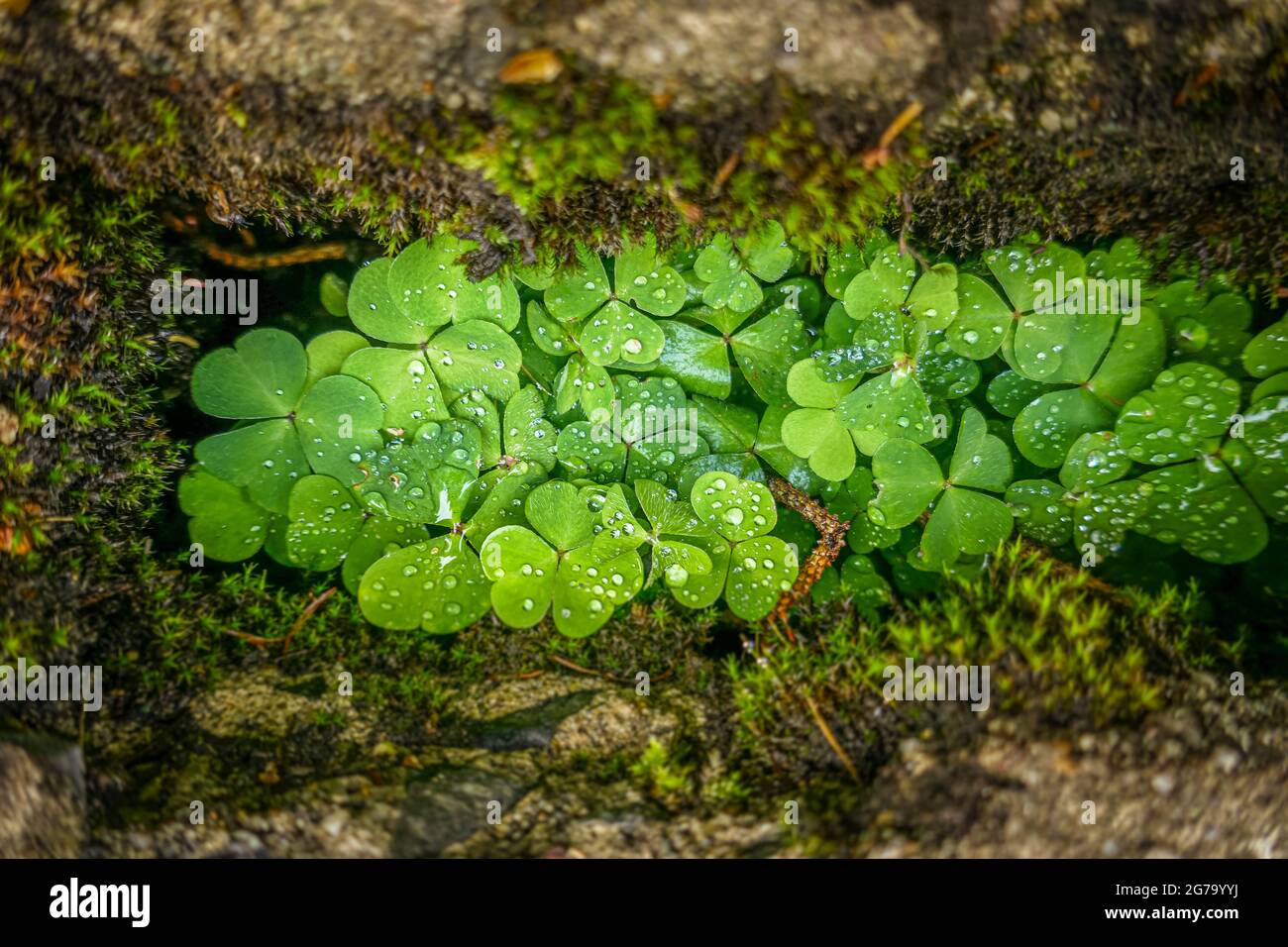 Shamrocks in a stone Stock Photo - Alamy