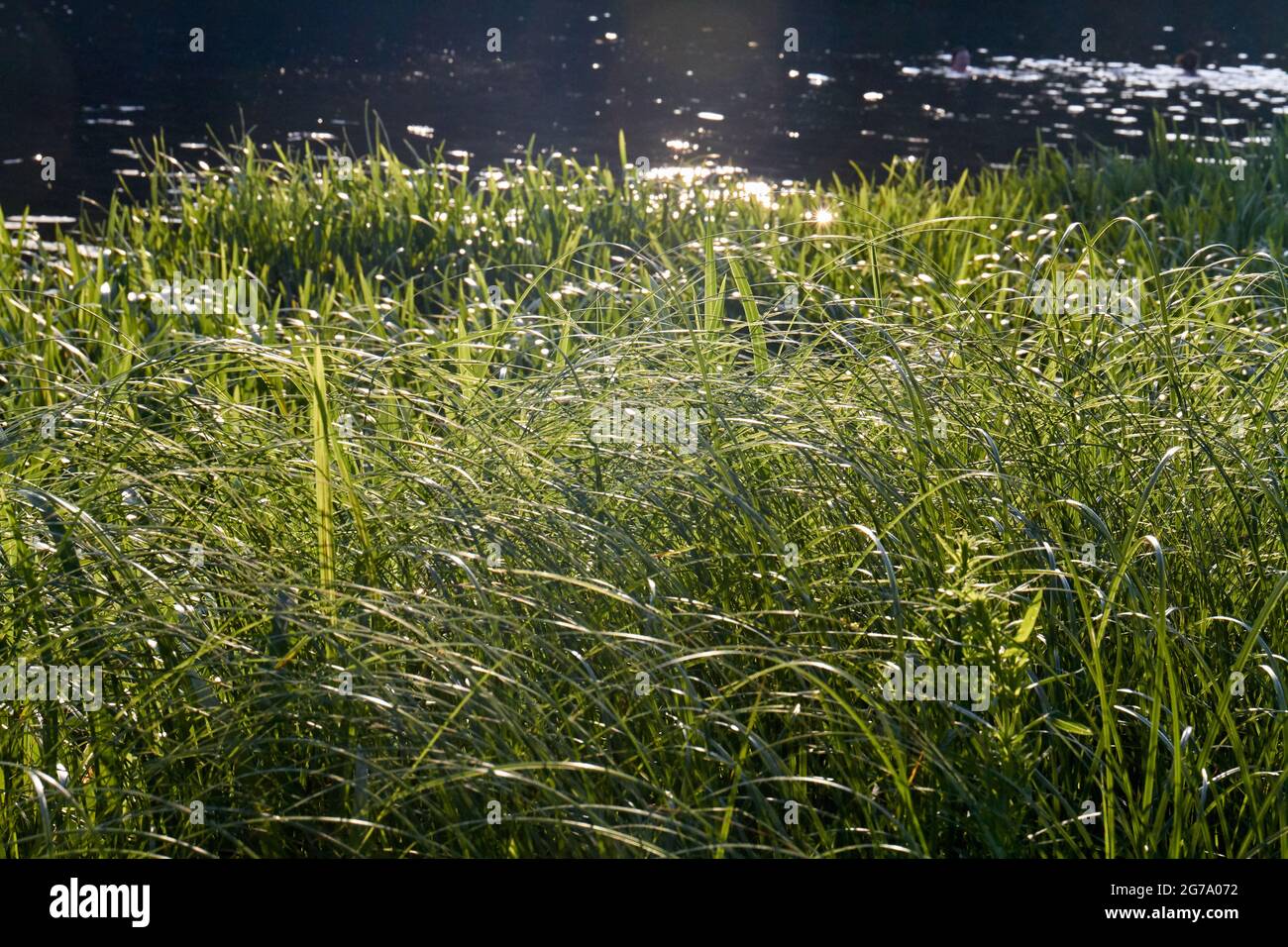 Green long thin dense grass with pond on the background Stock Photo - Alamy