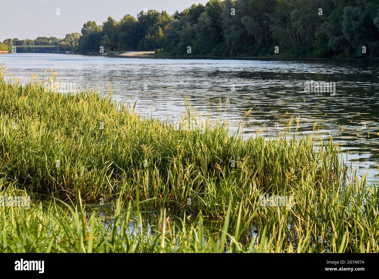 Nature landscape pond water with grass and trees Stock Photo - Alamy