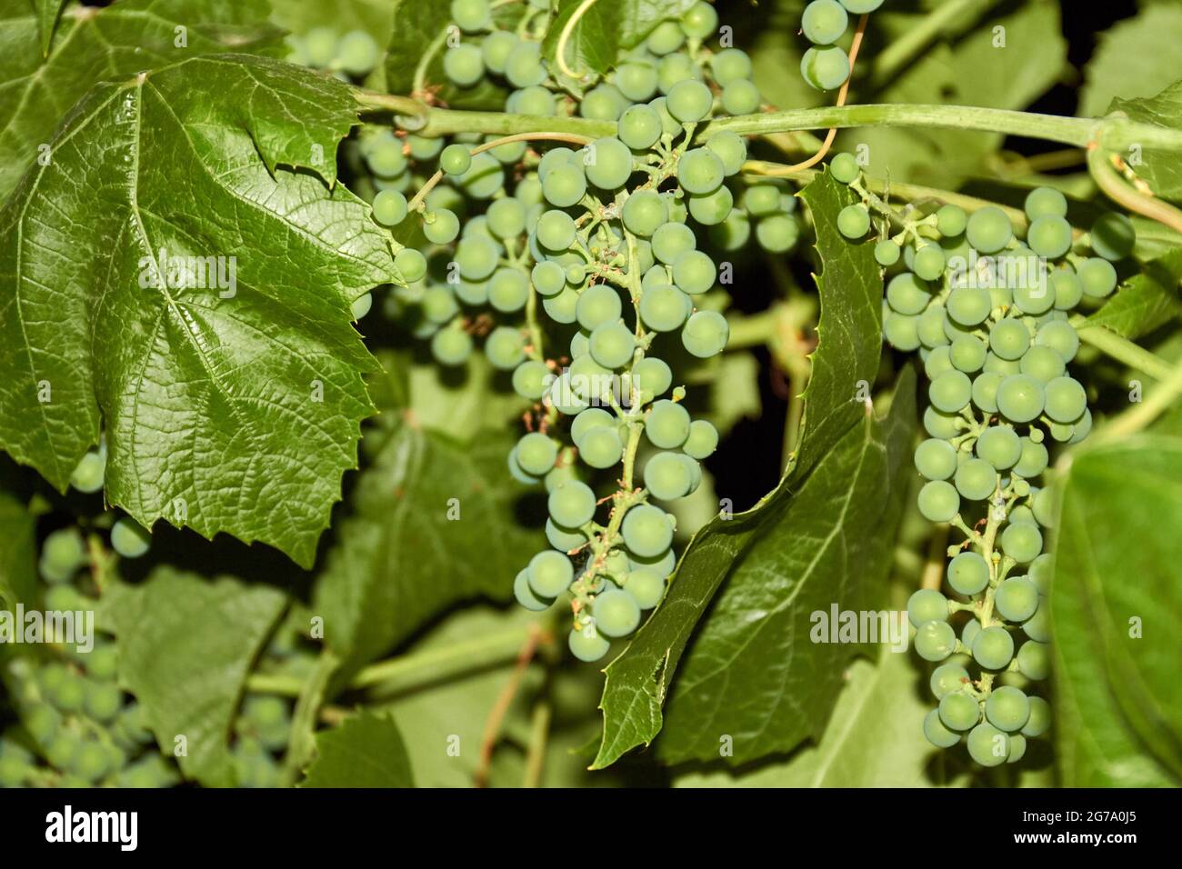 Close-up branches of grapes with green foliage outdoors Stock Photo - Alamy