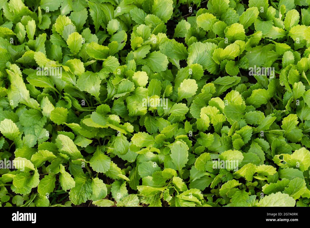 Seedlings mustard greens grow at vegetable garden Stock Photo - Alamy