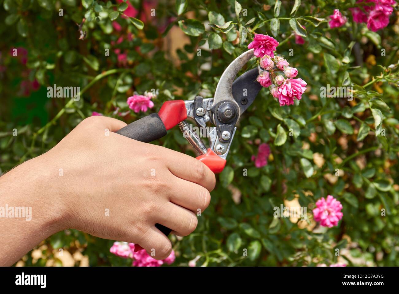 Close-up young hand cut flowers using secator Stock Photo - Alamy