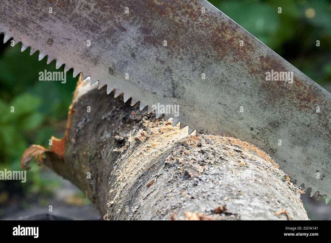 Close up tree cutting machine hi-res stock photography and images - Alamy