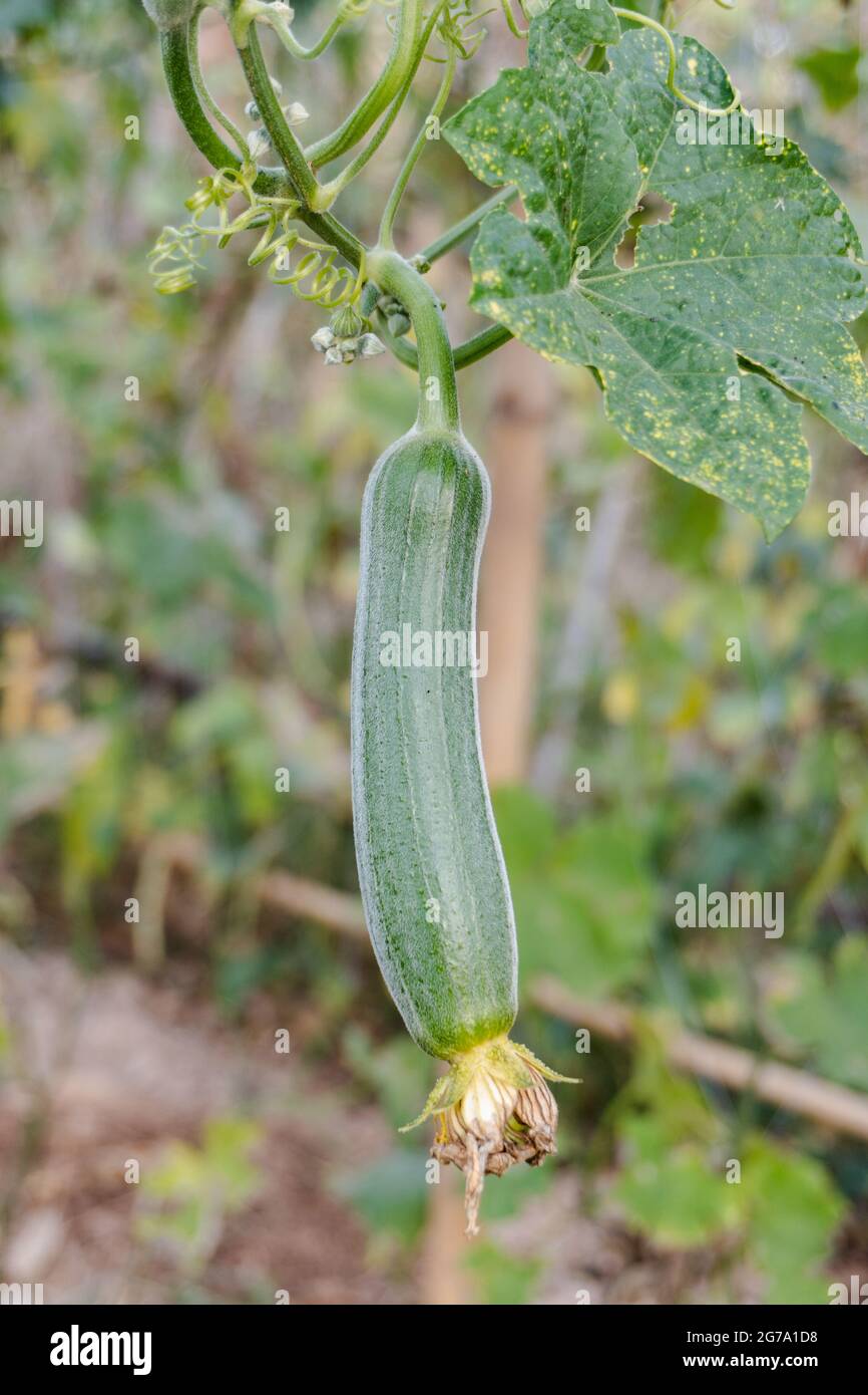 Sponge Gourd Vegetable Sponge( Luffa cylindrica) clinging on a vine ...