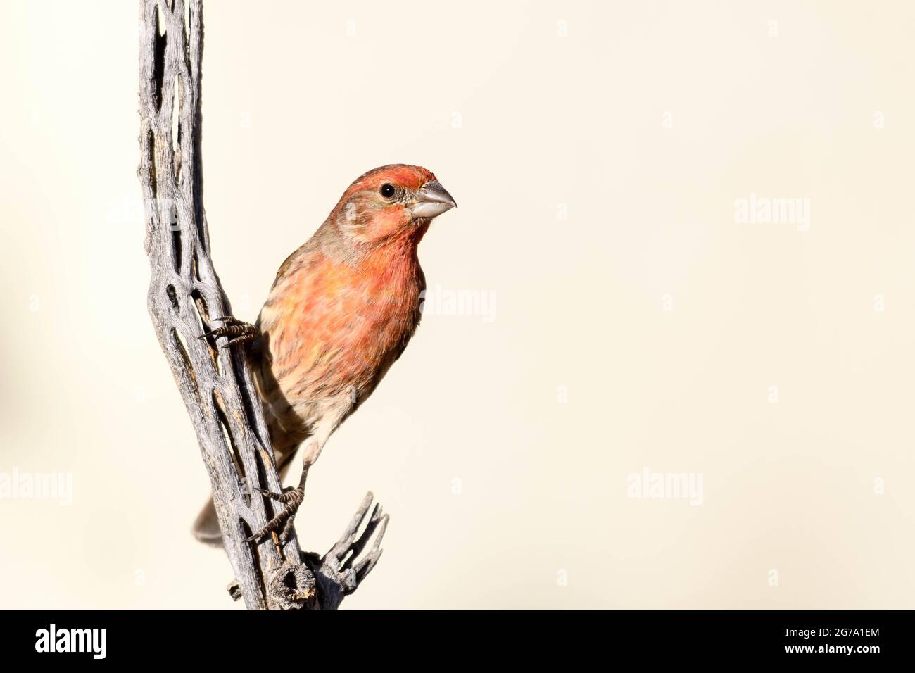 Male House Finch, Socorro county, New Mexico, USA Stock Photo - Alamy