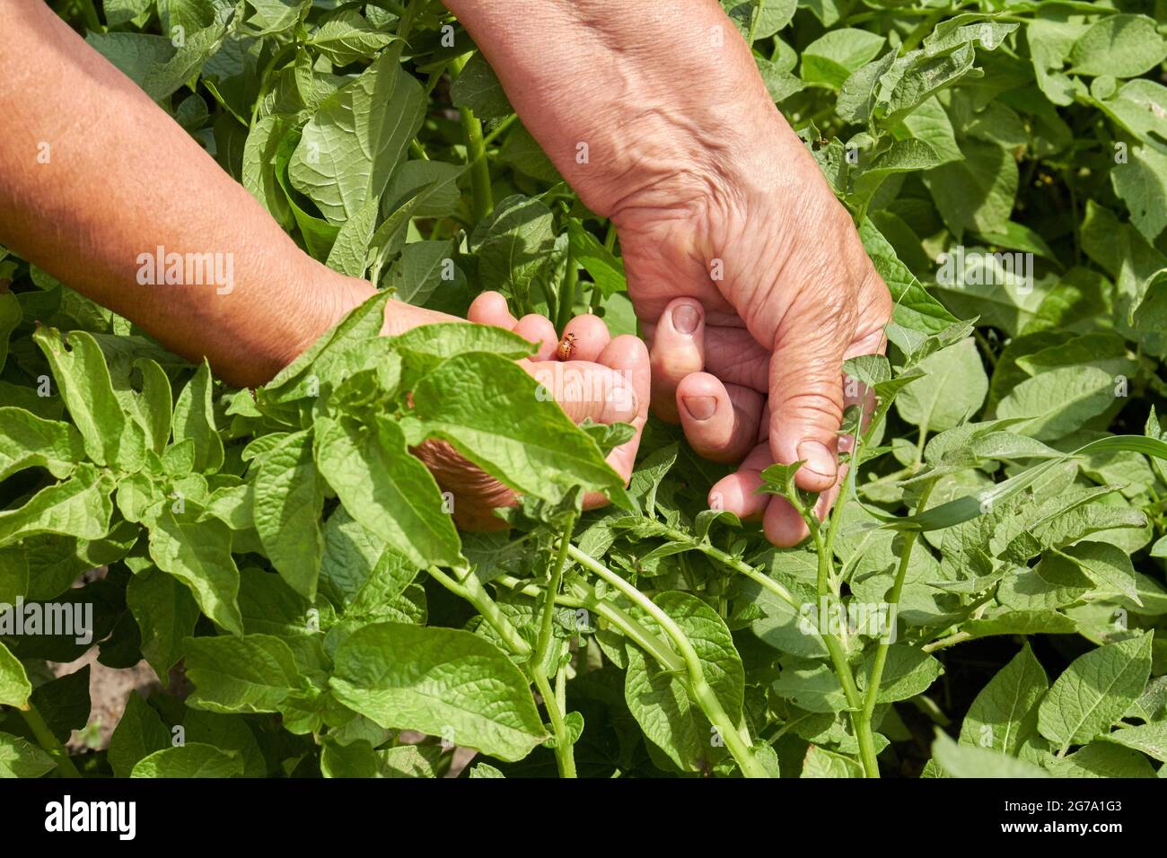 Old grandma hands harvesting green mint outdoors Stock Photo - Alamy