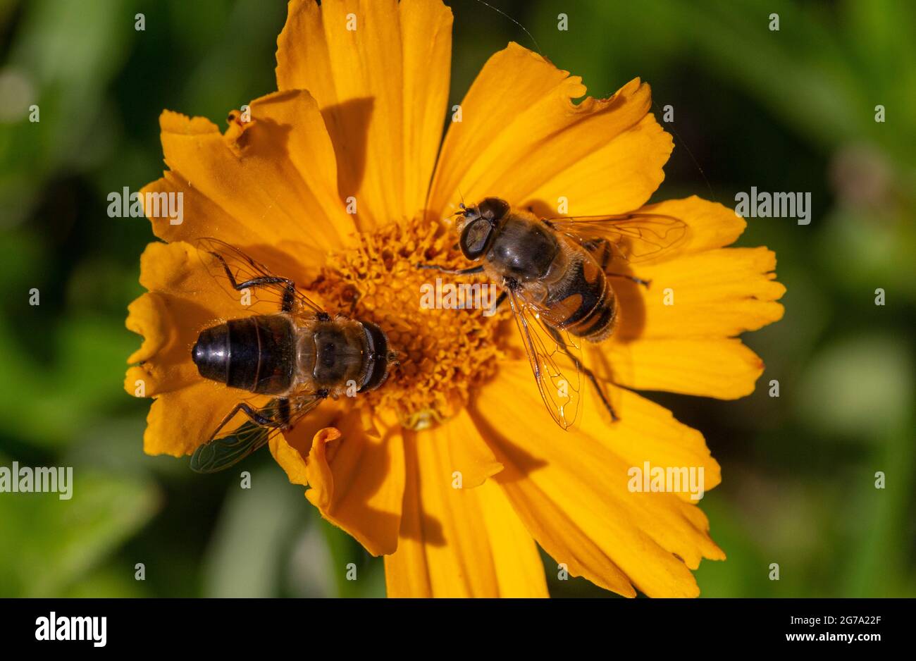 Diptera life cycle hi-res stock photography and images - Alamy
