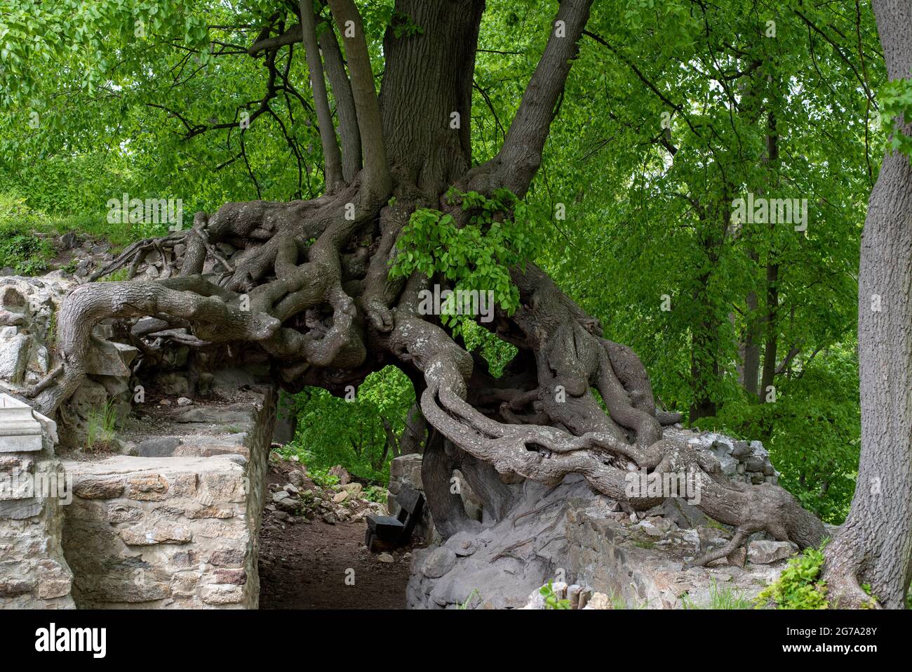 Germany, Saxony-Anhalt, Stecklenberg, old linden tree grows on the ...