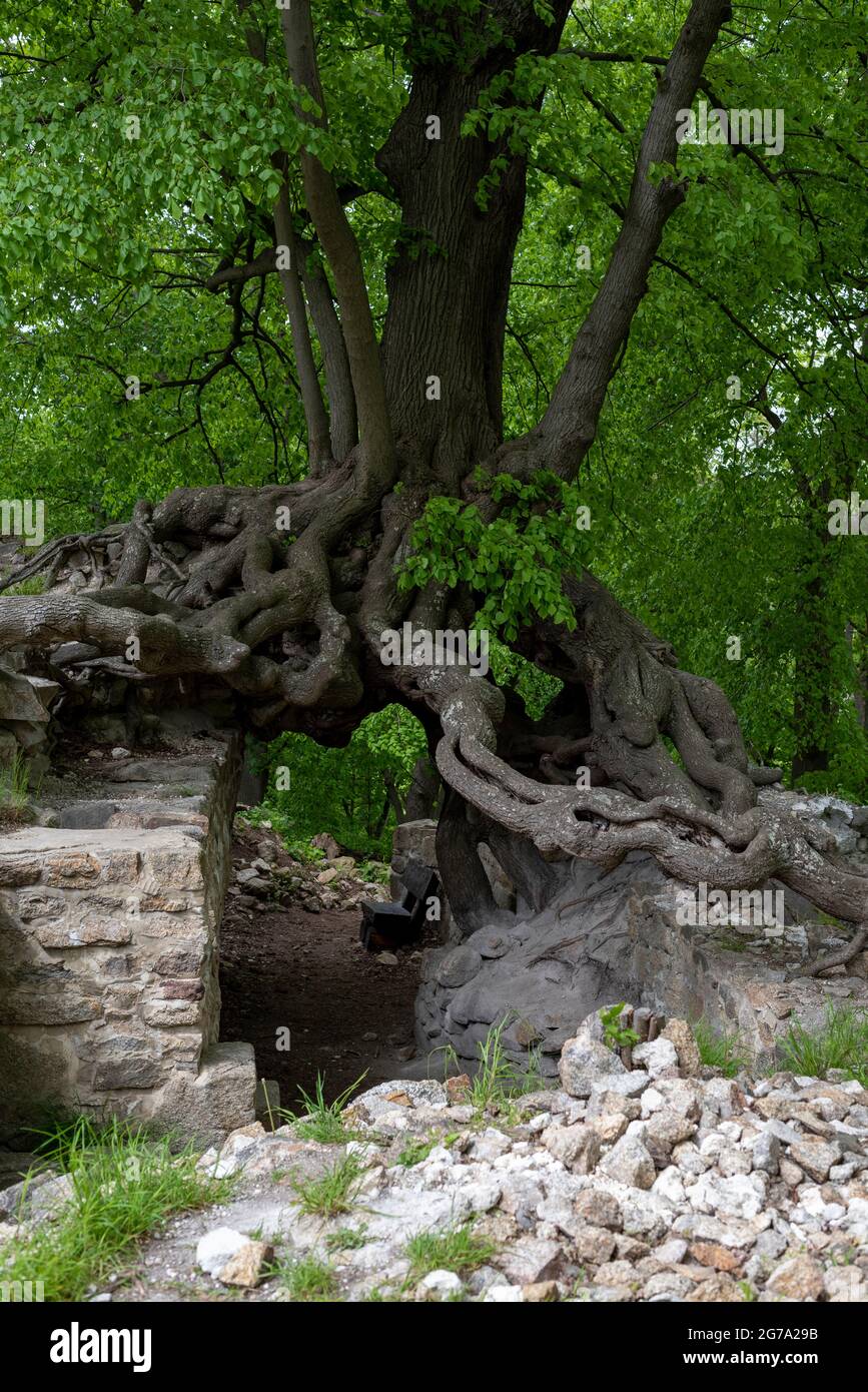 Germany, Saxony-Anhalt, Stecklenberg, old linden tree grows on the ...