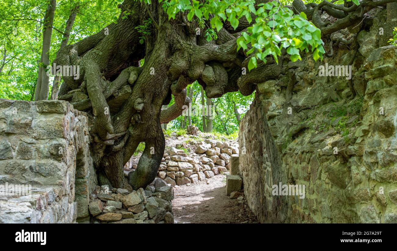 Germany, Saxony-Anhalt, Stecklenberg, old linden tree grows on the ...