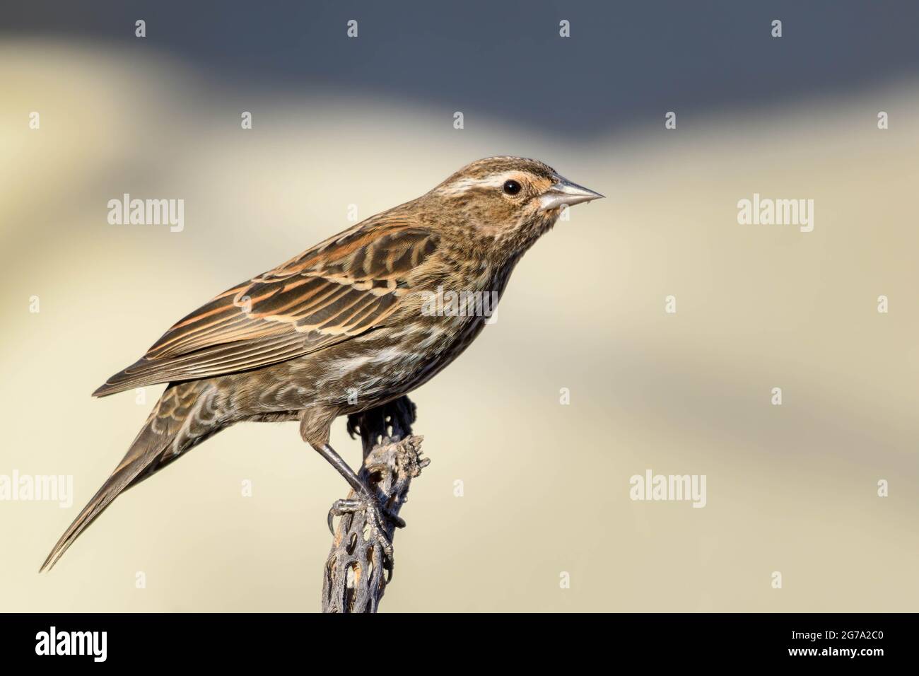 Immature red winged blackbird hi-res stock photography and images - Alamy