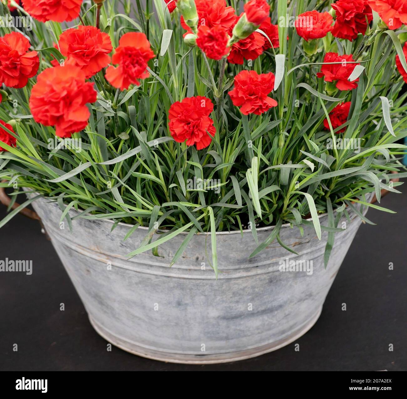 Pinks container dianthus hi-res stock photography and images - Alamy