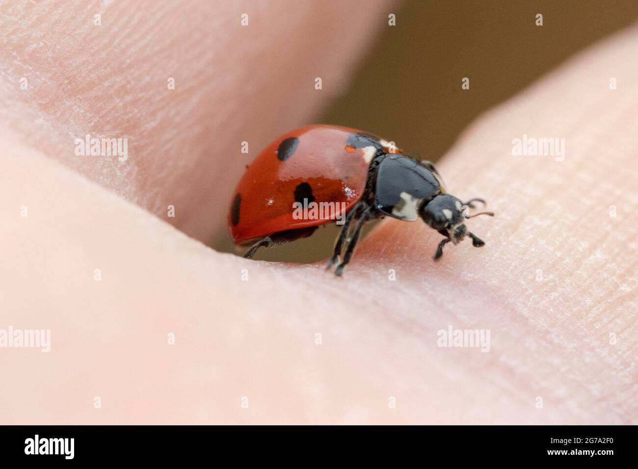 Close up of ladybug above a hand Stock Photo - Alamy
